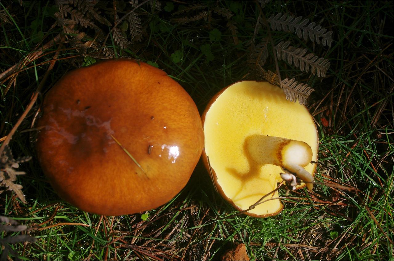 Mushroom Foraging in Bathurst - Bathurst Region Tourism