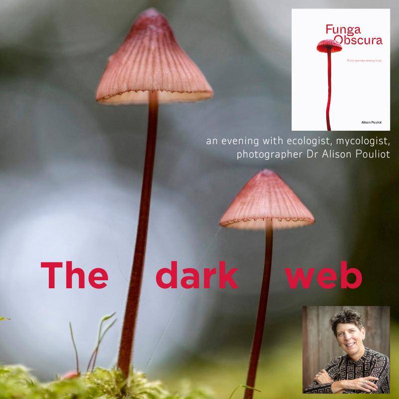 The dark web: a foray into fungal realms with Dr Alison Pouliot ...